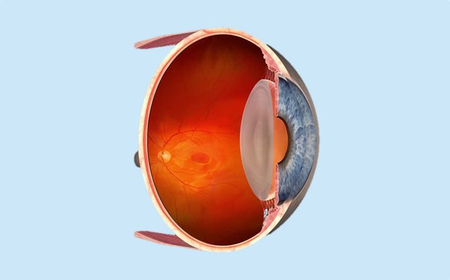 Opto Centar - Anatomija oka